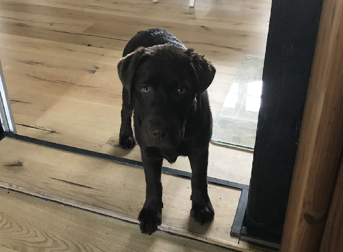 Susi – Unsere liebevolle Labrador Zuchthündin